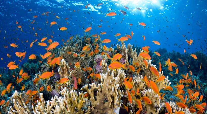 Ägypten Tauchen | Buchen Sie Ihre individuelle Tauchreise mit Orca